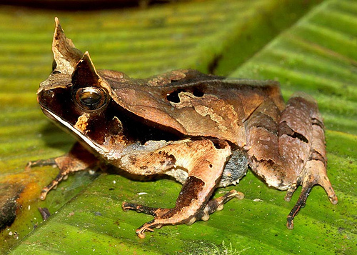 Bestiario portátil del Caribe (I) - Le forum de Darloup sur la Colombie